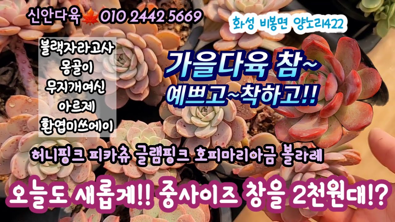 고은빛깔다육 신상으로 새롭게 준비된다육 놀라운가격으로 소개됩니다 허니핑크 글램핑크 피카츄 호피마리아금등 중사이즈포함등을 2천