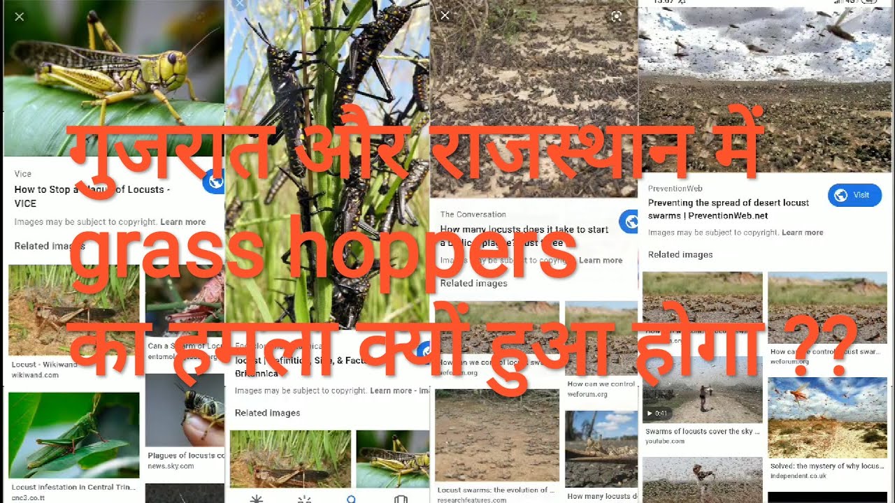 Gujarat-Rajasthan में किट का हमला । about insect attack in gujrat and ...