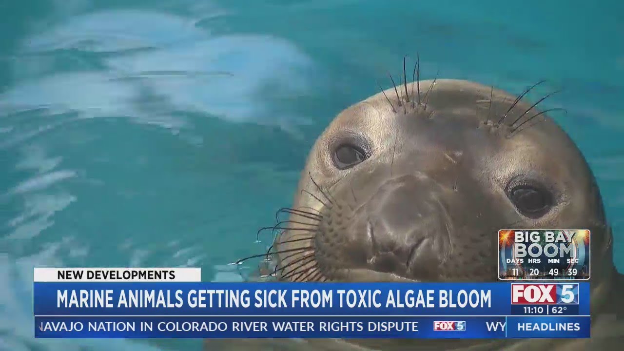 Marine Animals Getting Sick From Toxic Algae Bloom - YouTube