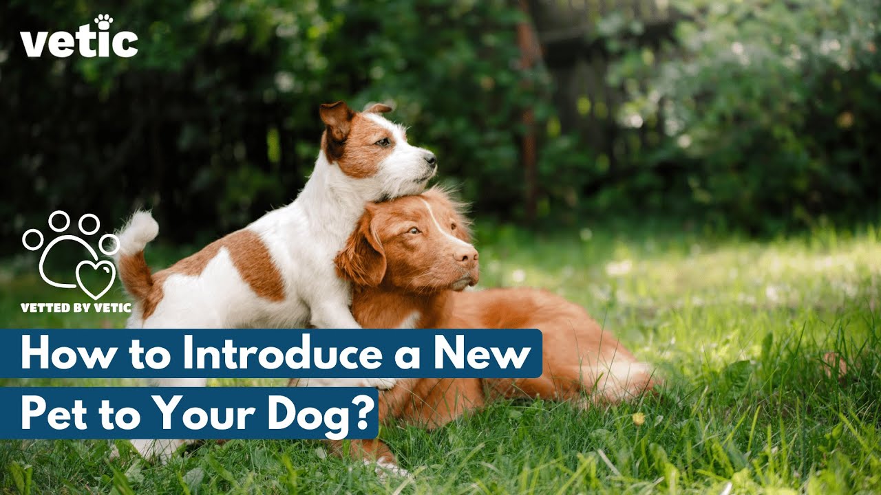 How to Introduce a New Pet to Your Dog? | Vetted By Vetic - YouTube
