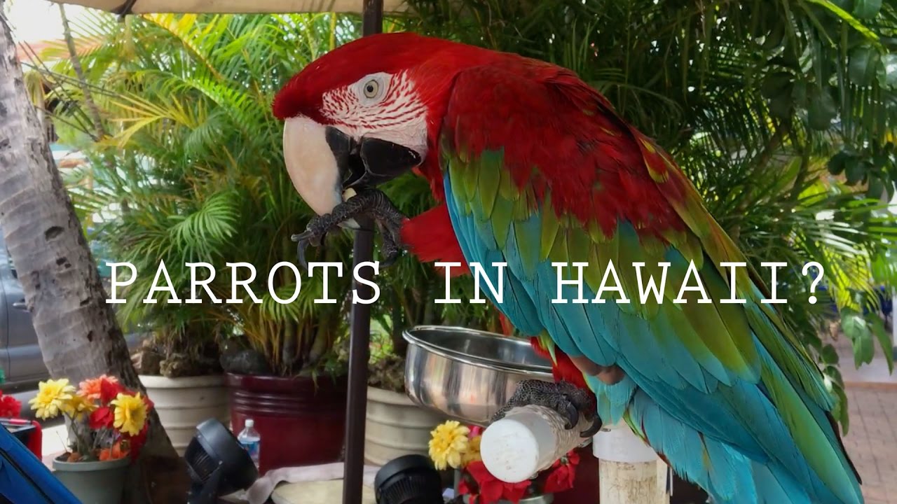 They have parrots in Hawaii? (Hawaii day 6) - YouTube