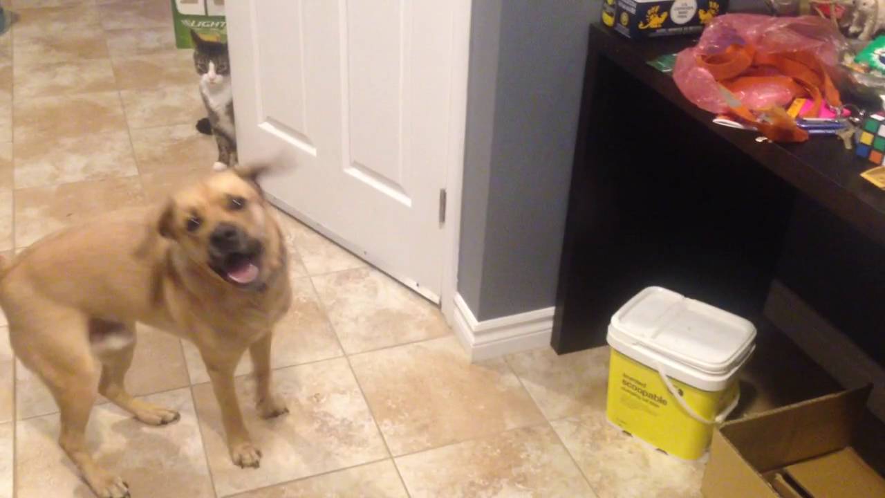 When Dog hears the word leash - YouTube