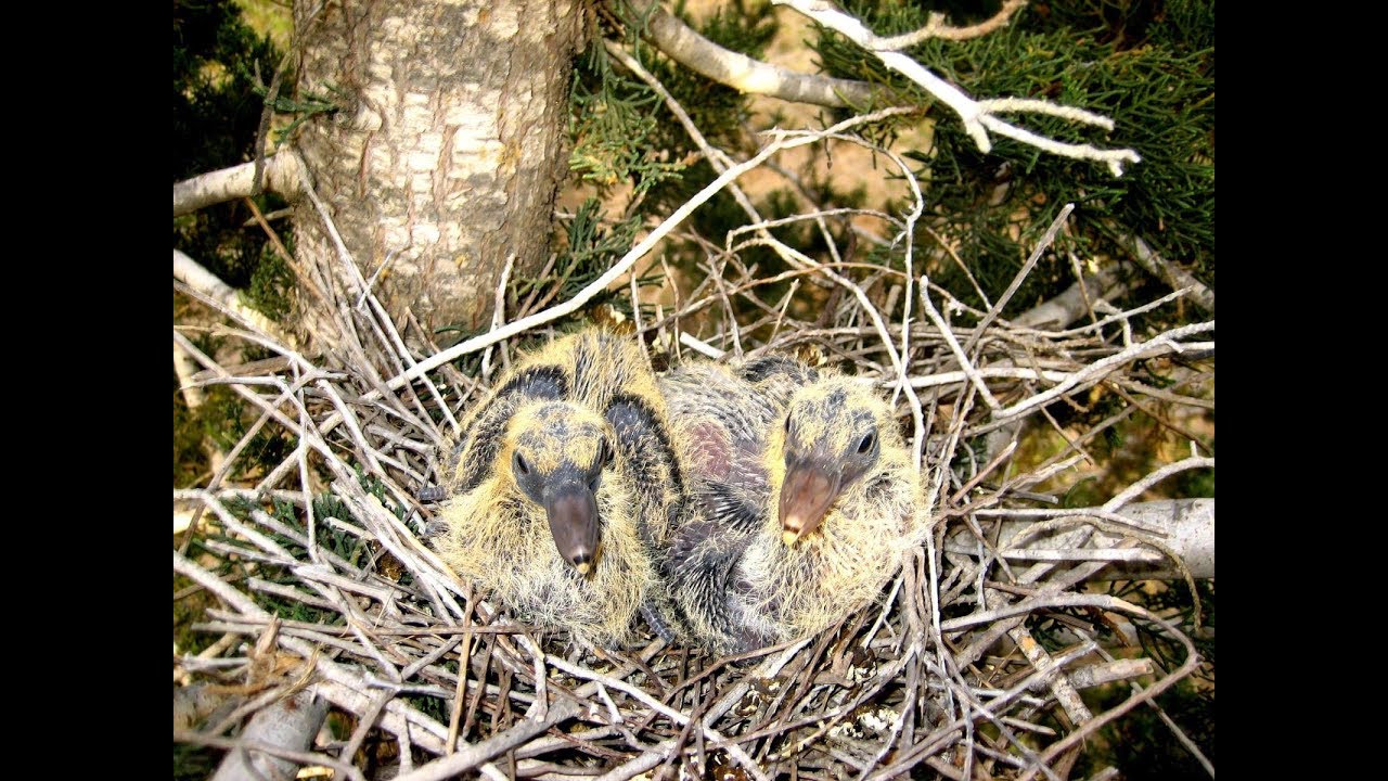 Common Wood Pigeon nesting in Cyprus (Columba palumbus) Φάσσα. - YouTube