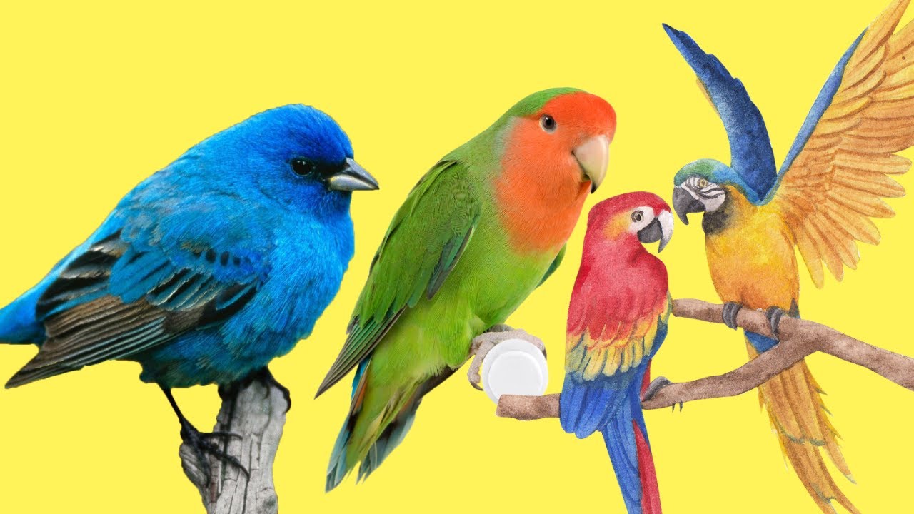 Cute Birds Video | Kurullo | The Birds Song | කුරුල්ලෝ සිංදුව | Sinhala ...