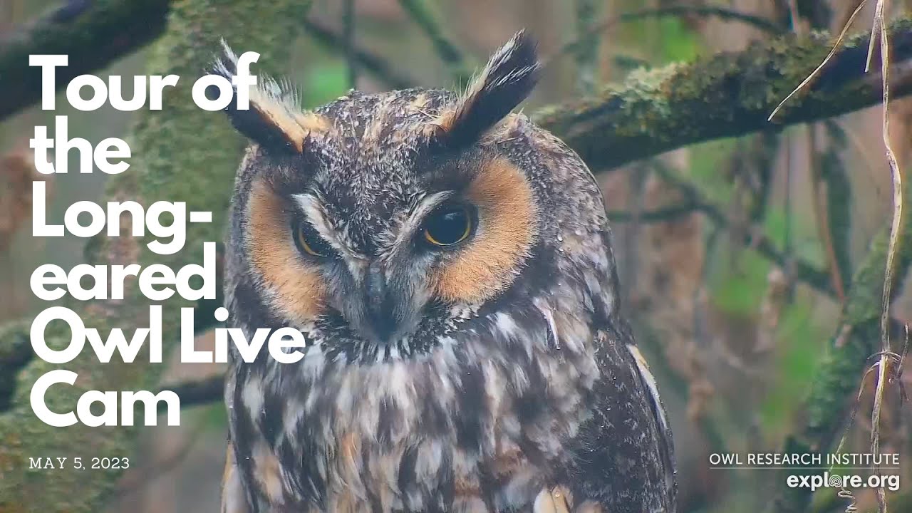 Tour of the Long-eared Owl cam- May 5, 2023 - YouTube