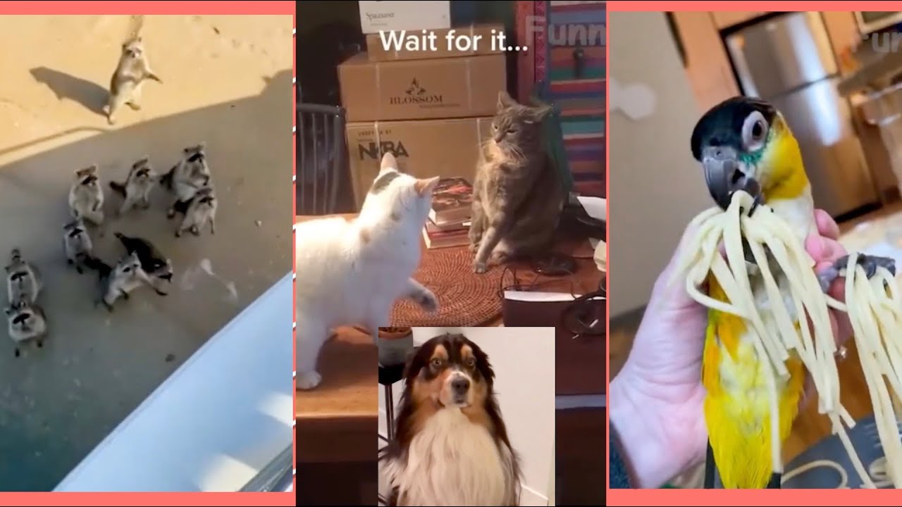 funny animals Videos 2022 😂 - Funniest Cats And Dogs Videos 😺😍 #17 ...