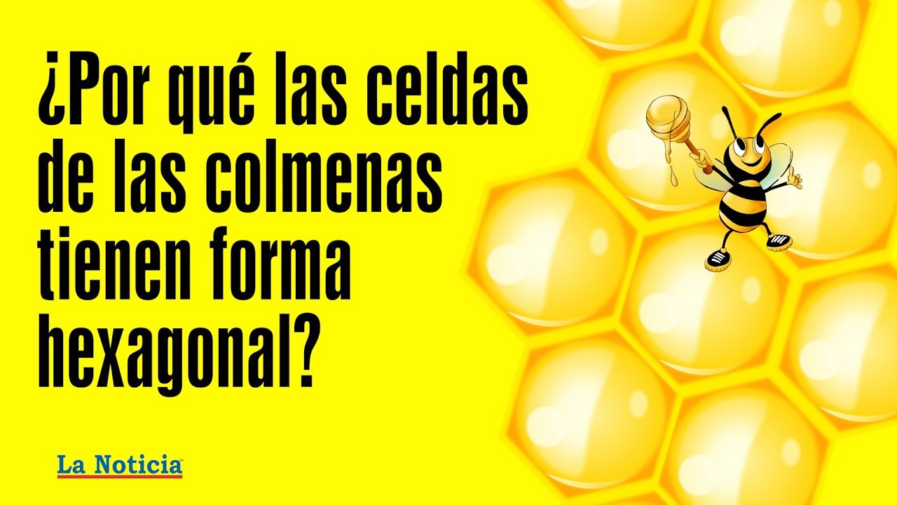 ¿Por qué las celdas de las colmenas tienen forma hexagonal? / ¿Cuántas ...