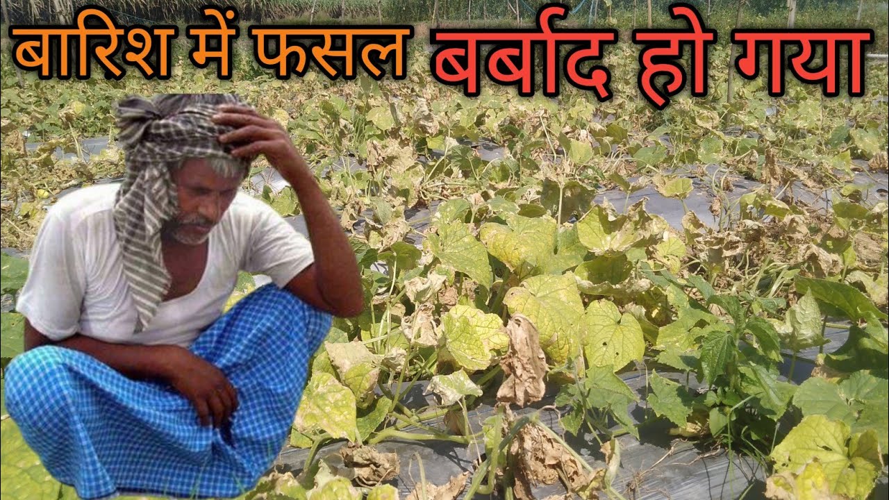 खीरा की खेती कब और कैसे करें | khire ki kheti kab aur kaise karen ...