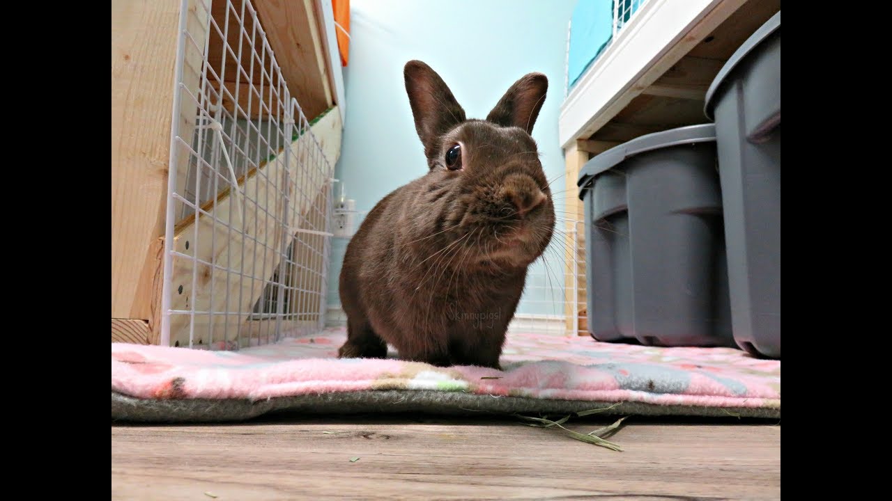 Cutest Thing You Will Ever See! - YouTube