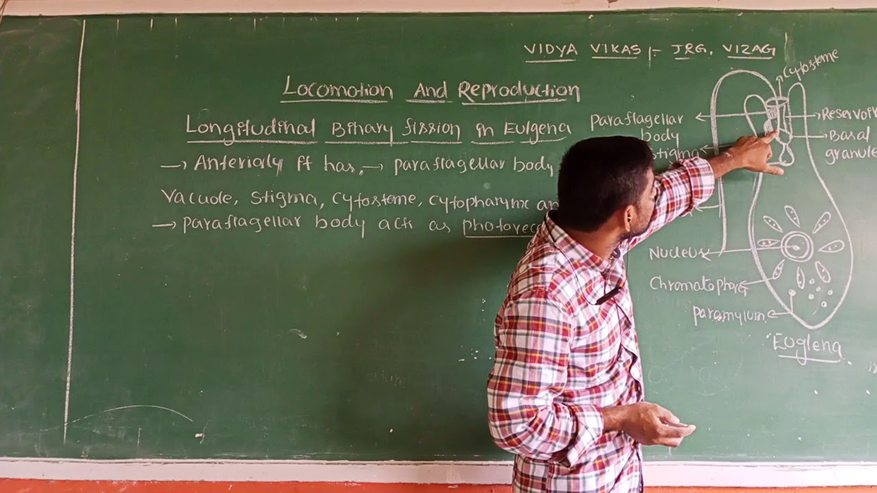 Longitudinal Binary fission in Euglena - YouTube