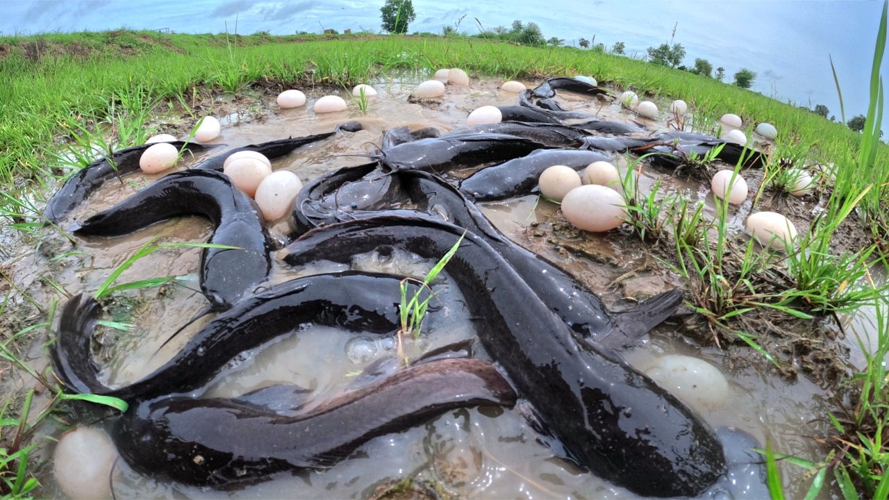 Amazing Best Hand Fishing - A fisherman catch a lot of fish & pick eggs ...