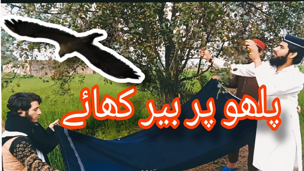 Friends ke sath sodhra ke palakon par ber khae - YouTube