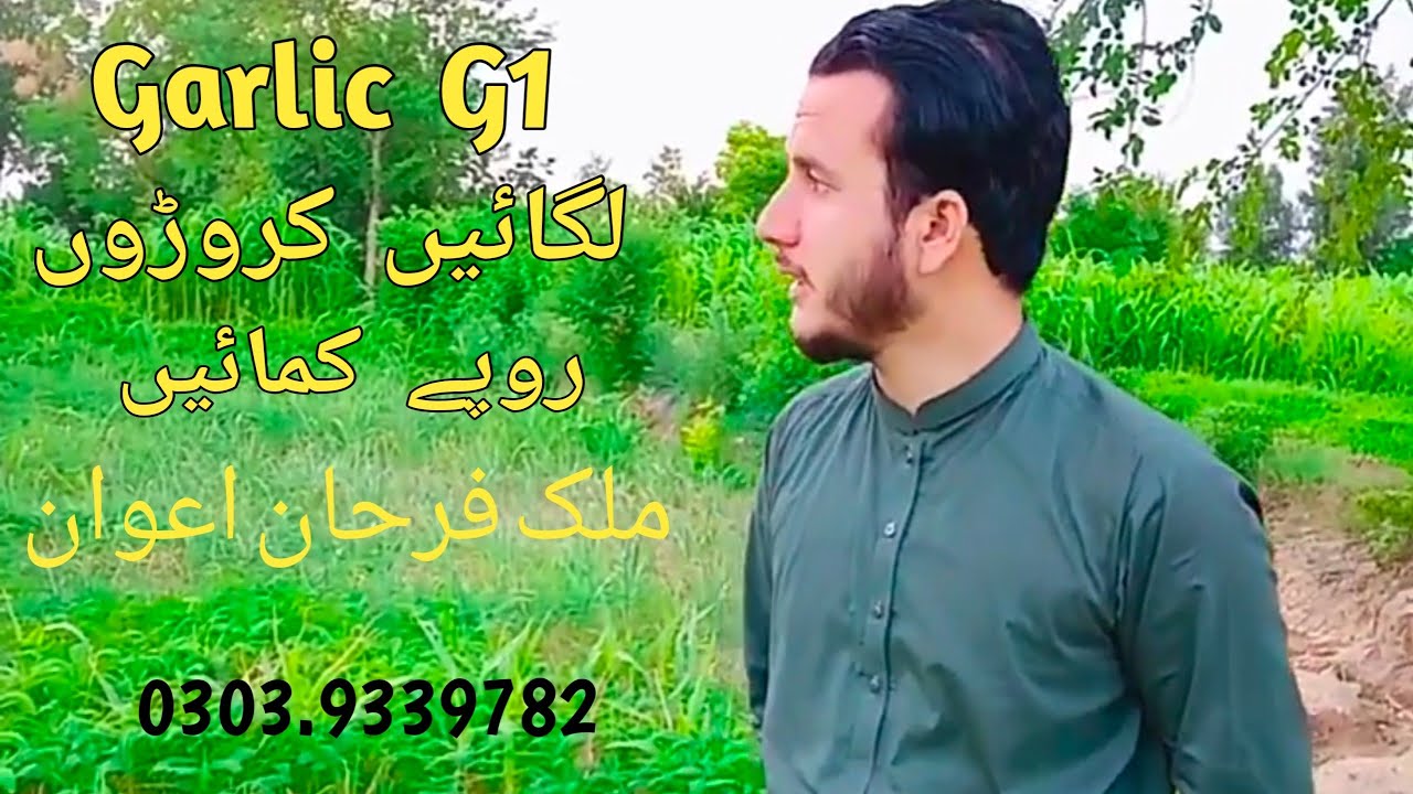 Garlic g1 farming in pakistan/G1 Garlic in pakistan/narc g1/ price in ...