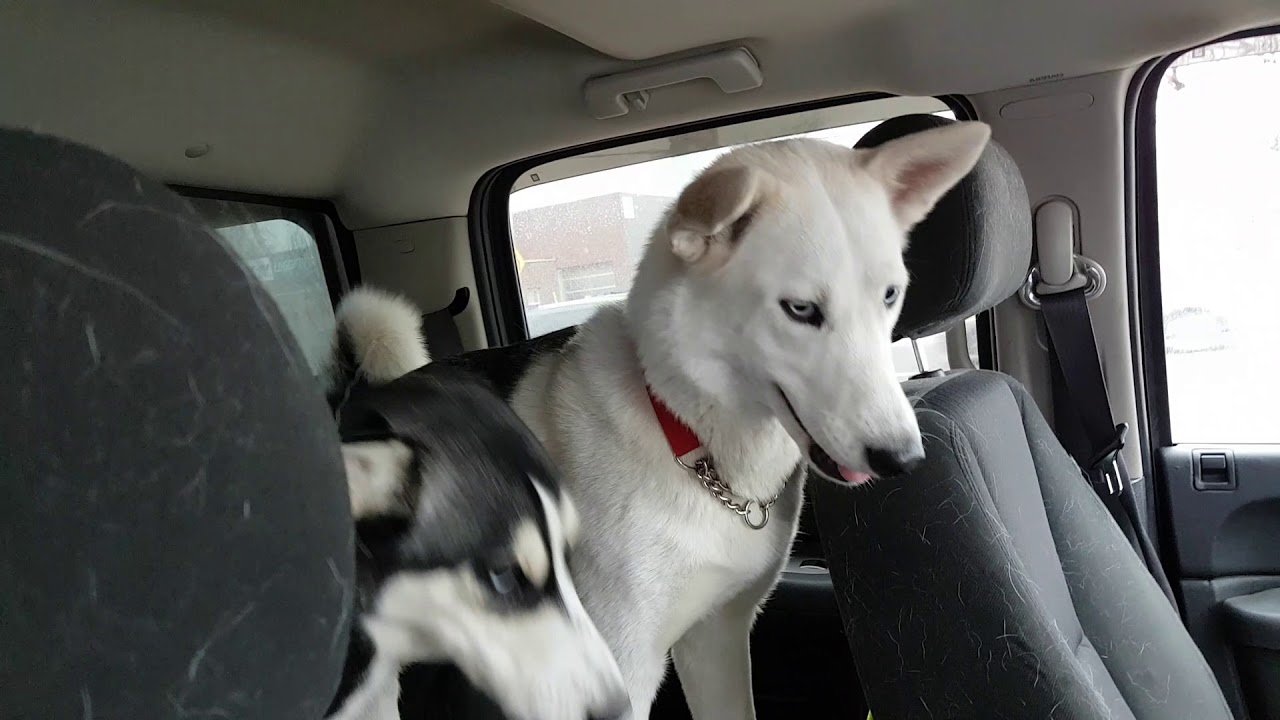 Arguing huskies - YouTube