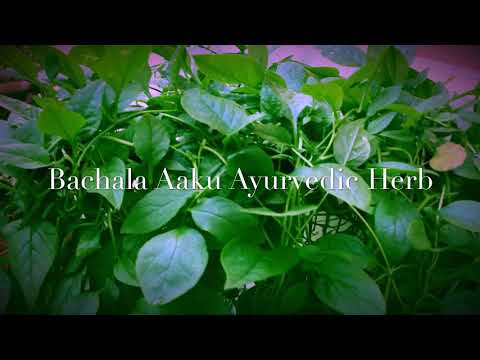 Bachala Aaku bajji (Basella alba/Malabar spinach)| Simple Recipe ...