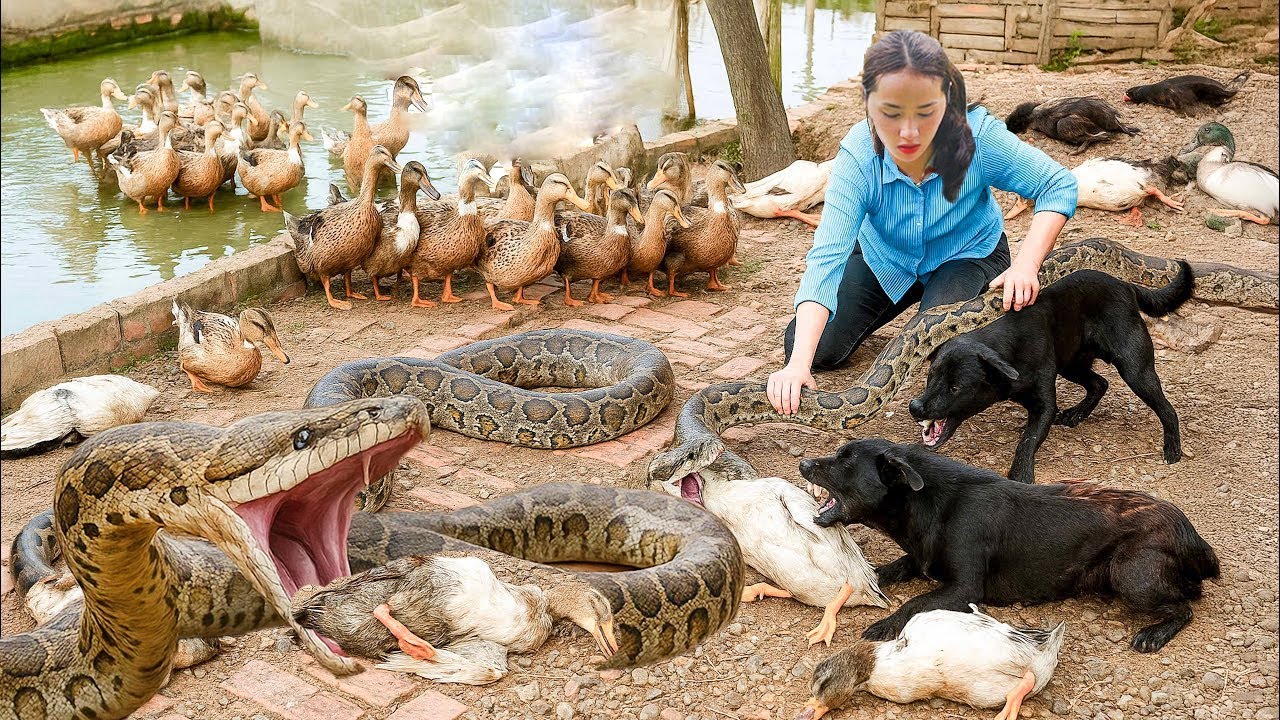 Rescue - Smart dog helps Tiểu Vân rescue ducks from giant python invasion – What Will Happen ...