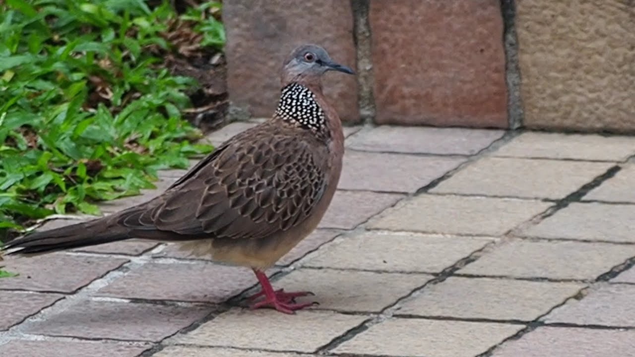 ไม่บ่อยนักที่จะได้เห็นนาง ️ ️🐦🐦Beautiful big dove in Thailand. - YouTube