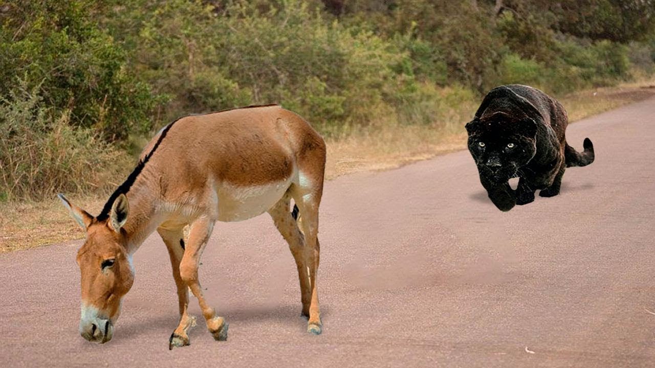 These Stupid Animals Met A Donkey! That's What Happened Next... - YouTube