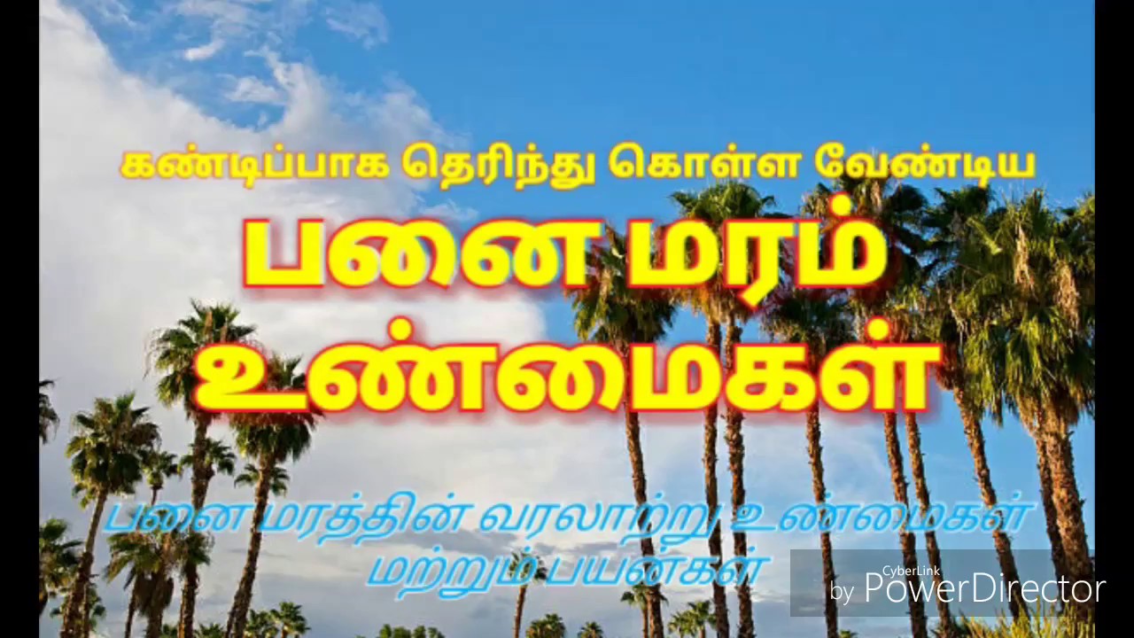 பனை மரத்தின் உண்மைகள் மற்றும் பயன்கள் | பனை மரம் பேசும் கவிதை | Panai ...