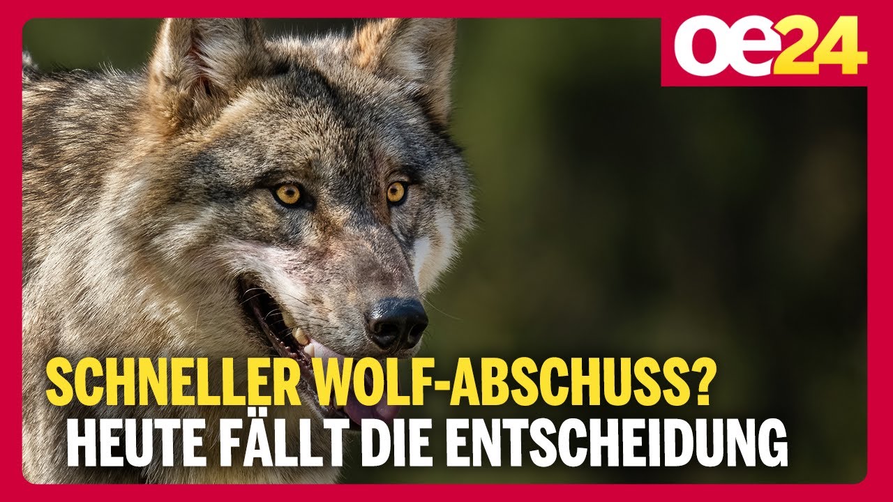 Schneller Wolf-Abschuss? Heute fällt die Entscheidung | Franz Hörl ...