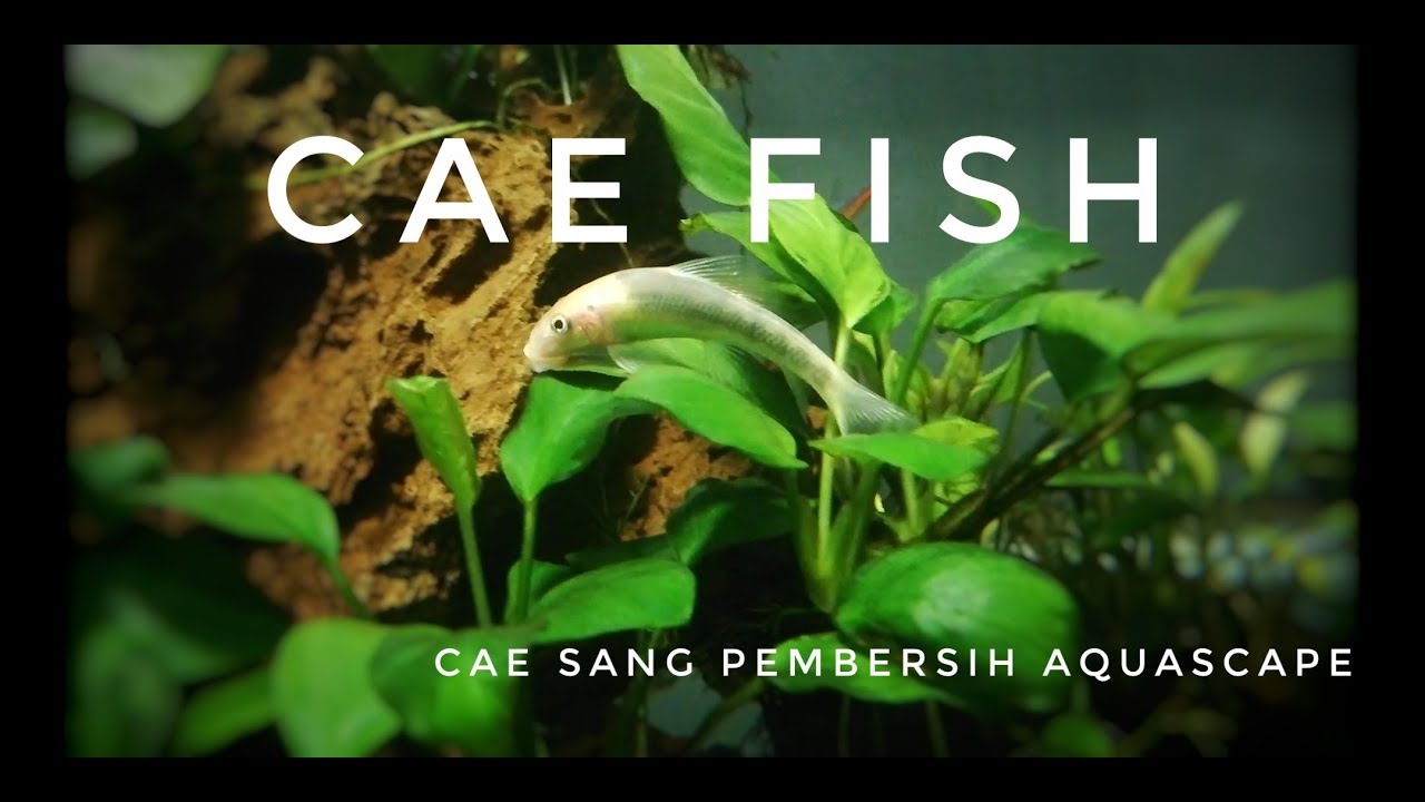 CAE Fish , Sang pembersih Alga Aquascape - YouTube