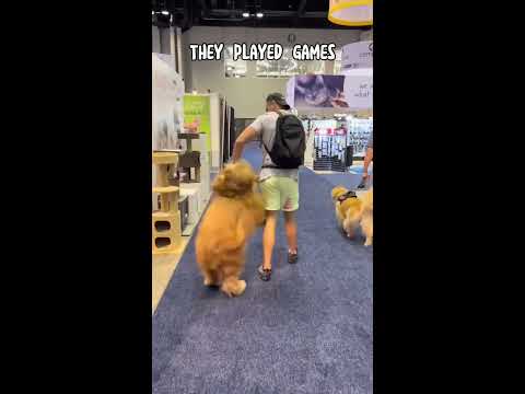 My dog went on his first date! @Ellie Golden Life #goldendoodle # ...