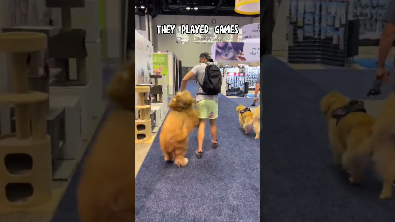 My dog went on his first date! @Ellie Golden Life #goldendoodle # ...