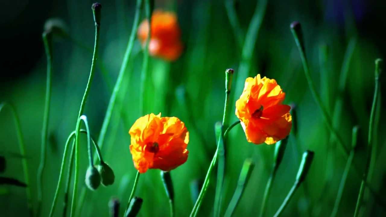 The sweetness of nature... - YouTube