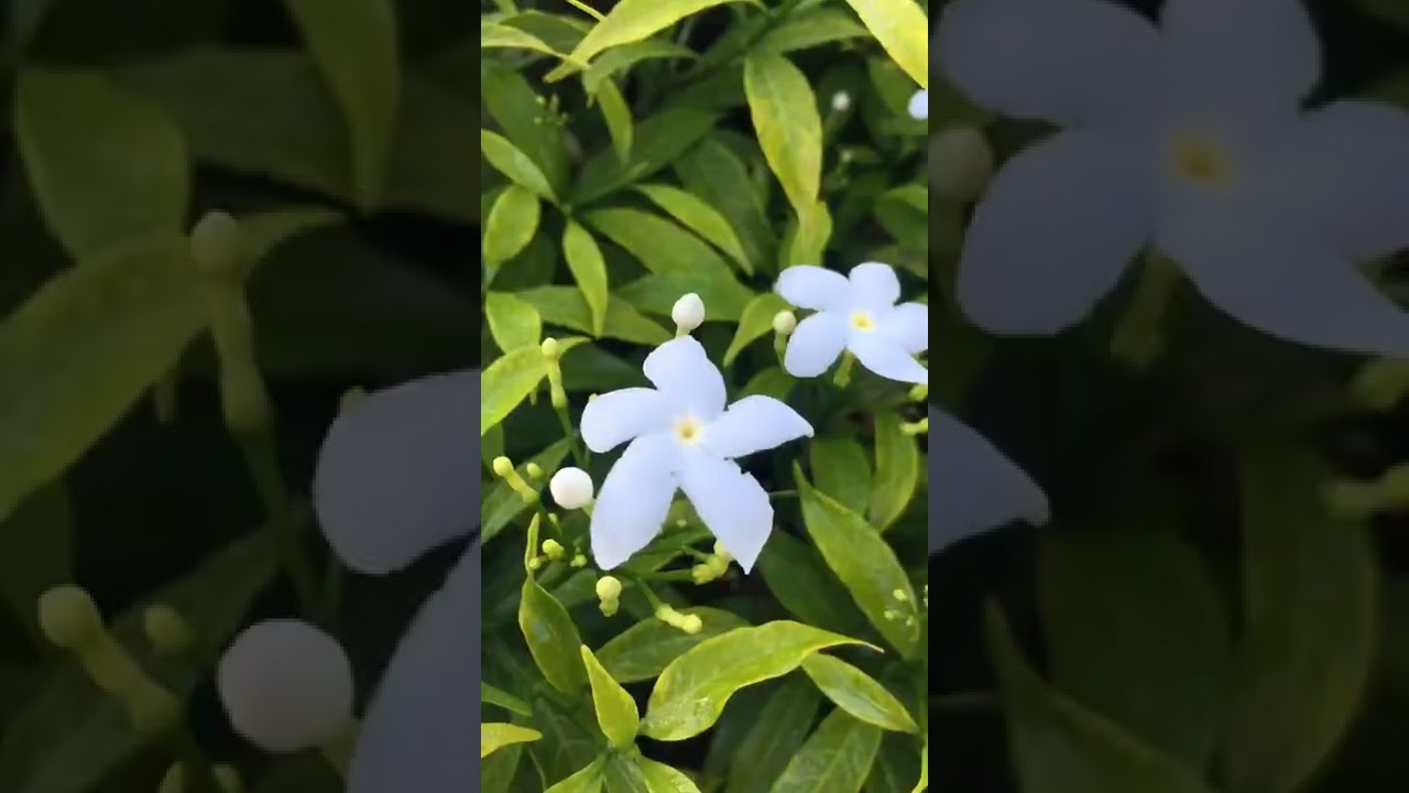 Balai Mirasol Farm & Leisure - YouTube