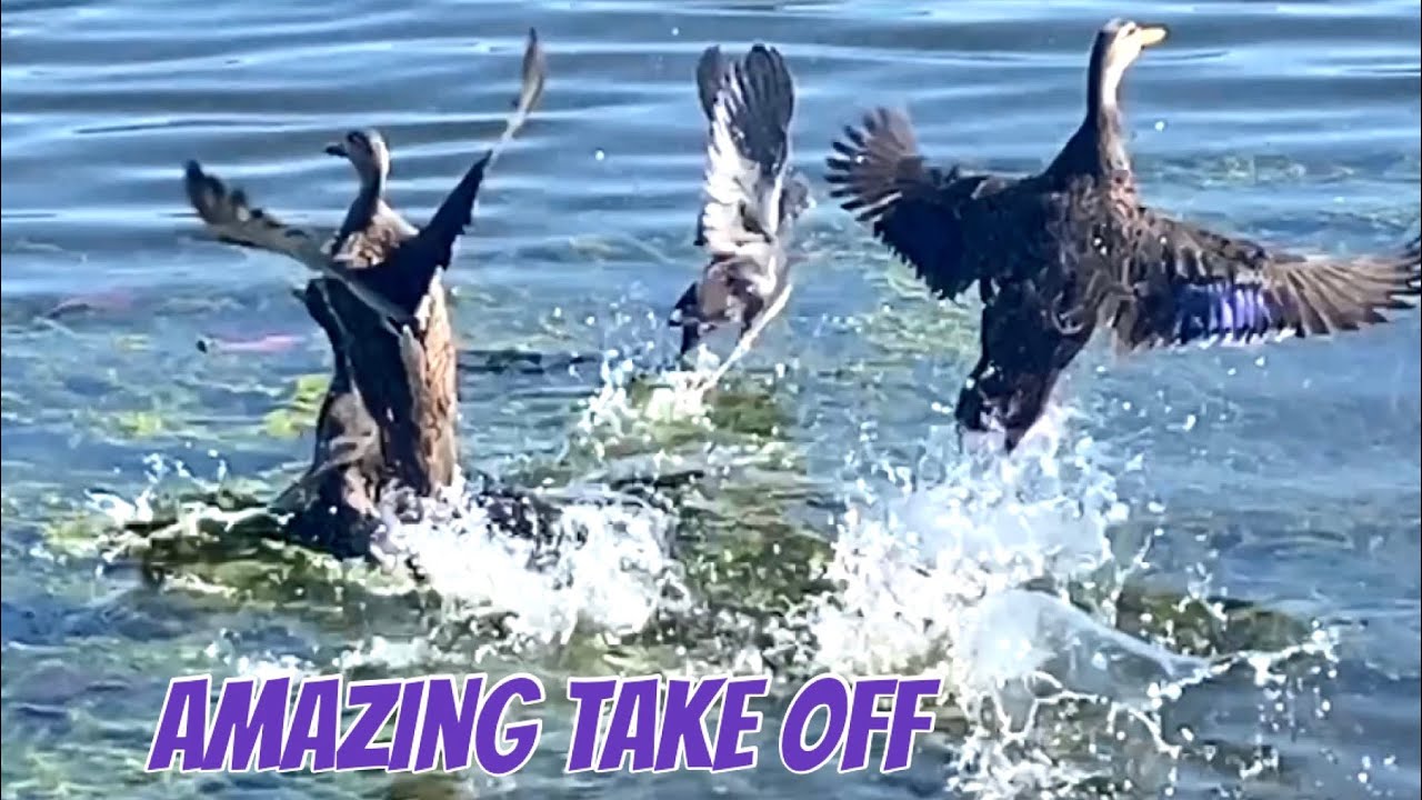 Ducks Take Off | Amazing Ducks Take Off #Ducks - YouTube