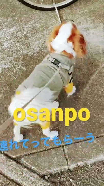 Osanpo Osanpo #キャバリア #犬 #キャバリアキングチャールズスパニエル - YouTube