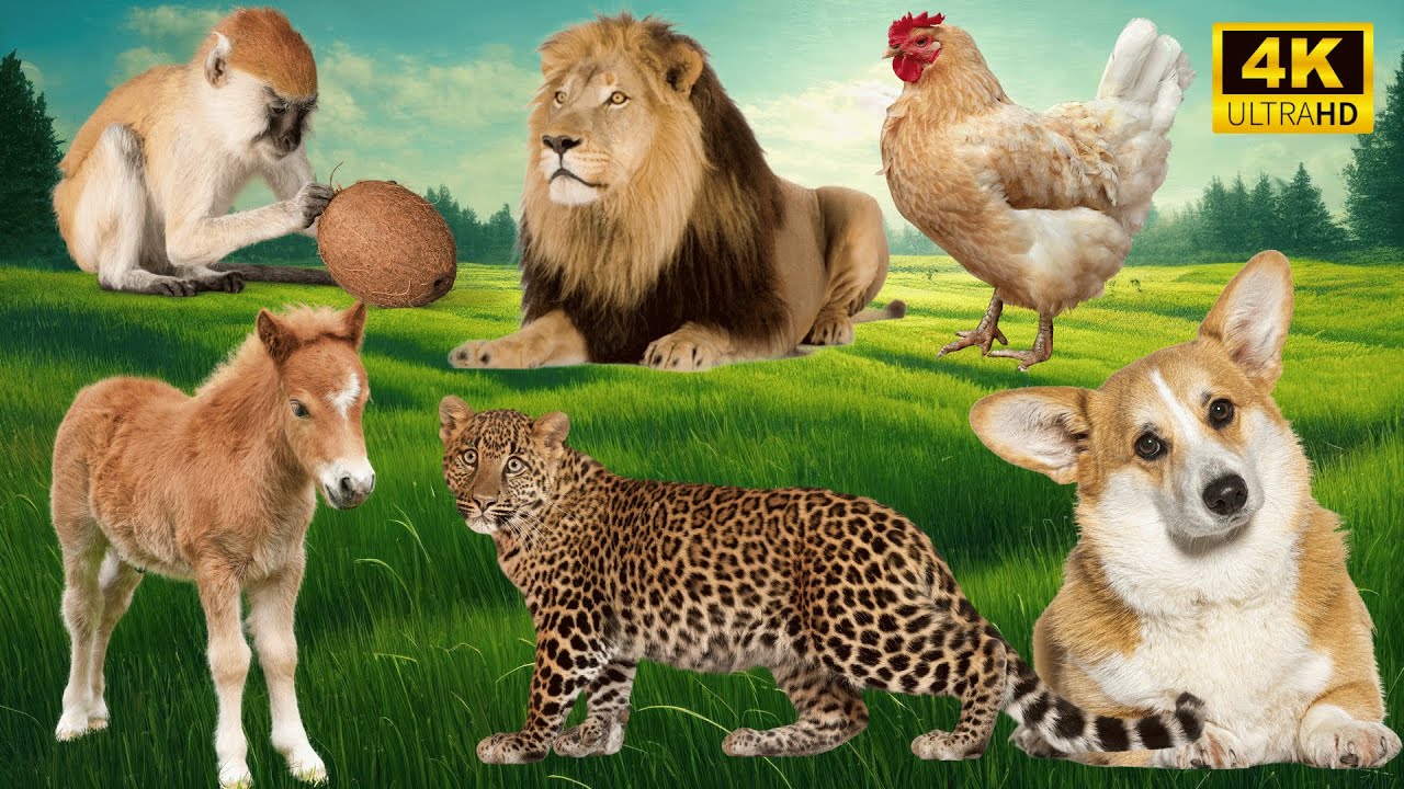 Wild & Farm Animals in Harmony: Monkey, Lion, Rooster, Horse, Leopard ...
