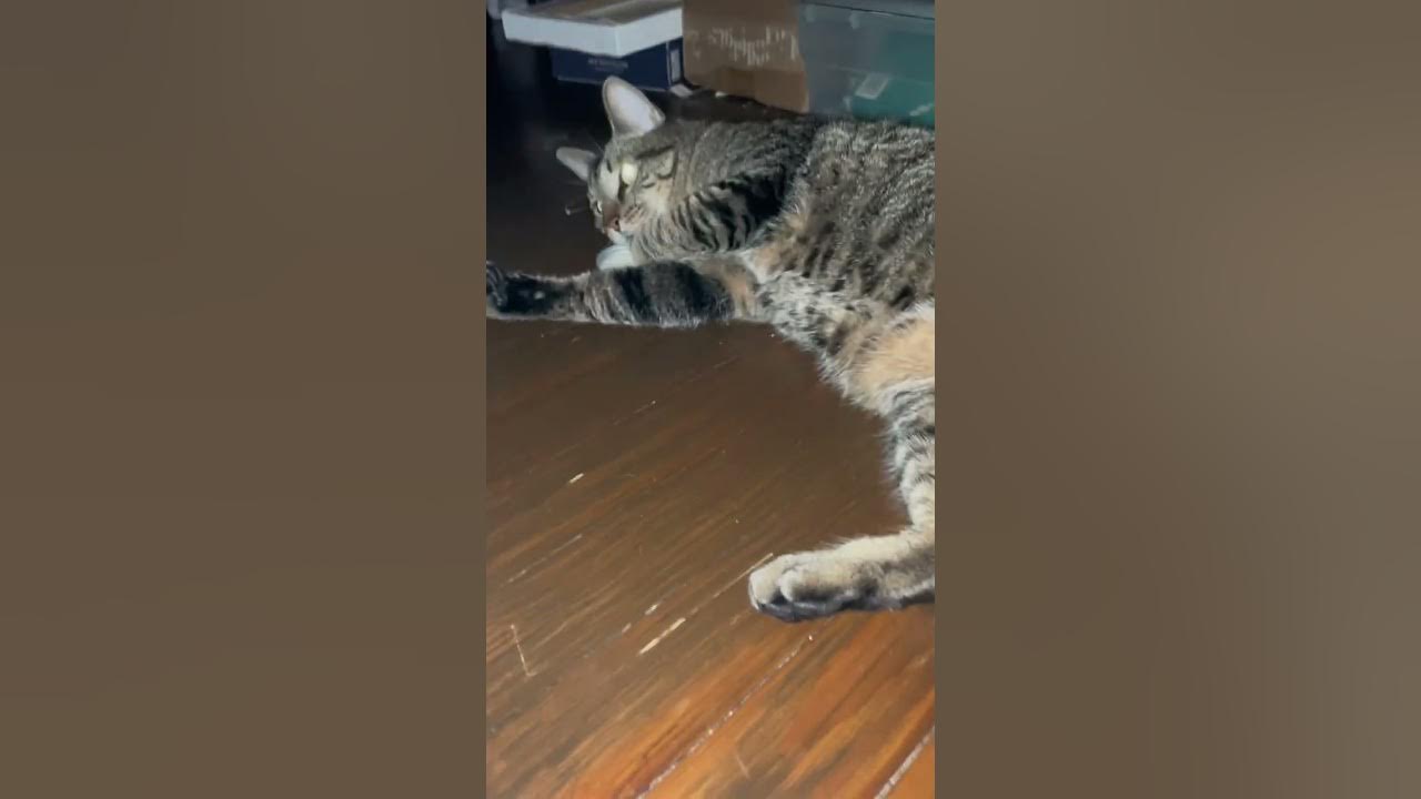 Miss Kitty plays with the lid to the catnip container - YouTube