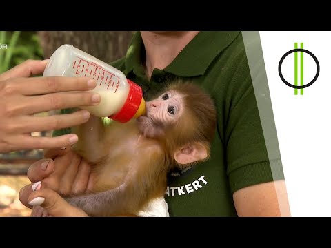 Rézi, a kismajom - YouTube