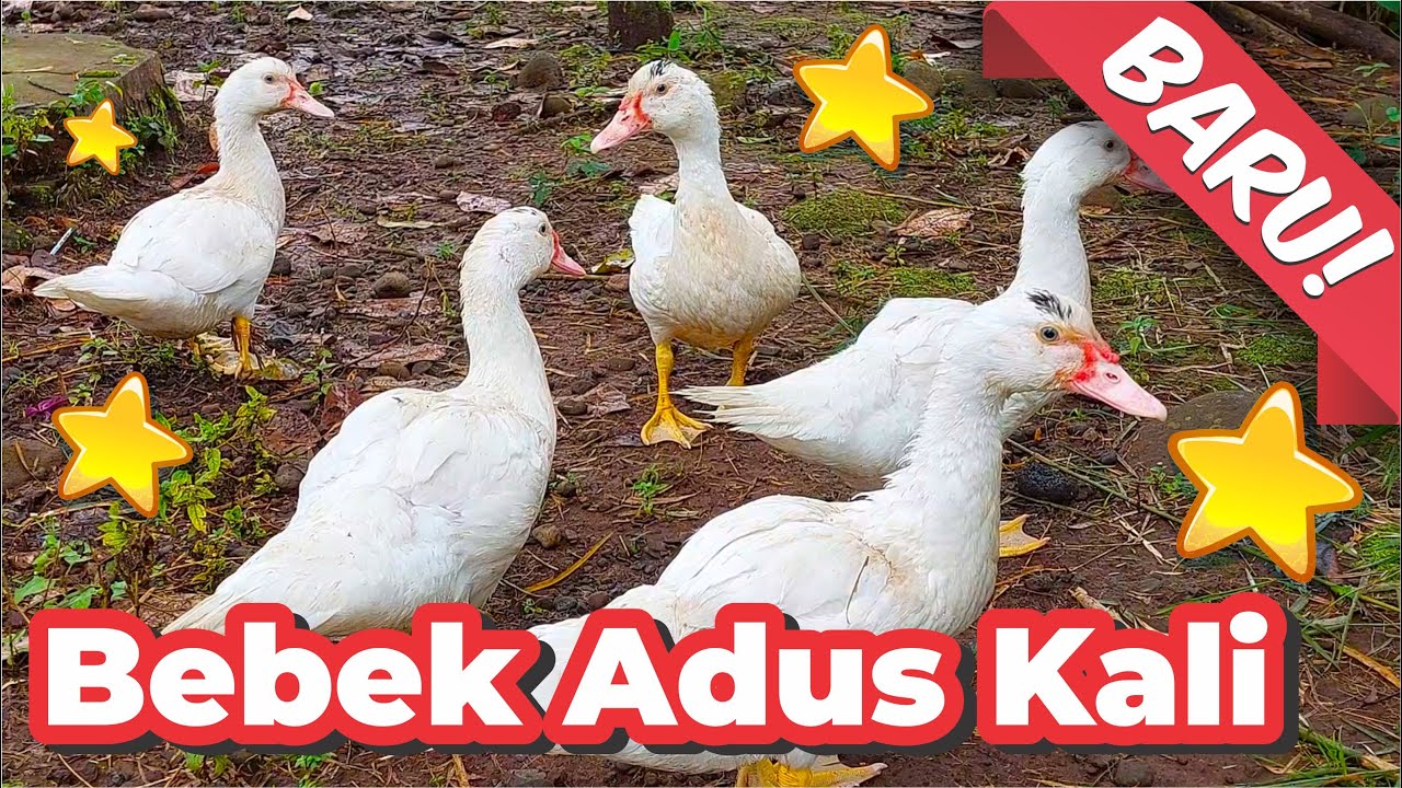 Lagu Potong Bebek Angsa - Bebek Adus Kali Lagu Potong Bebek Angsa ...