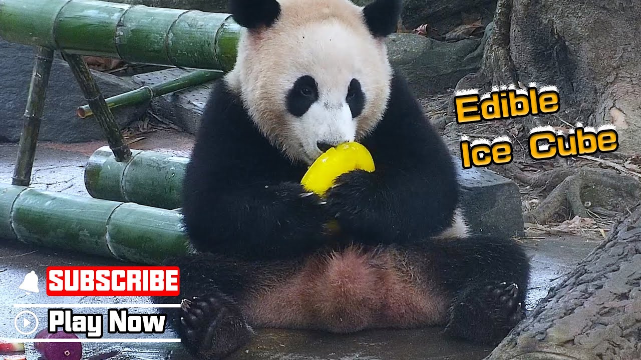 Hug Ice Cube To Stay Cool | iPanda - YouTube