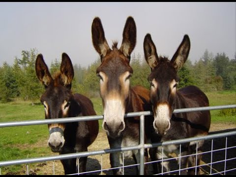 American Mammoth Jackstock is a Breed of Donkey #foryou #animals