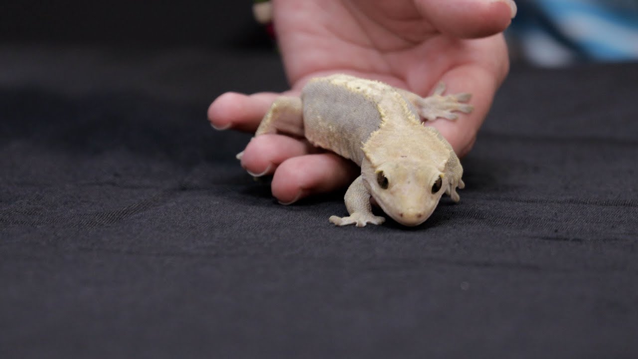 The Pack: Yoshi the crested gecko - YouTube