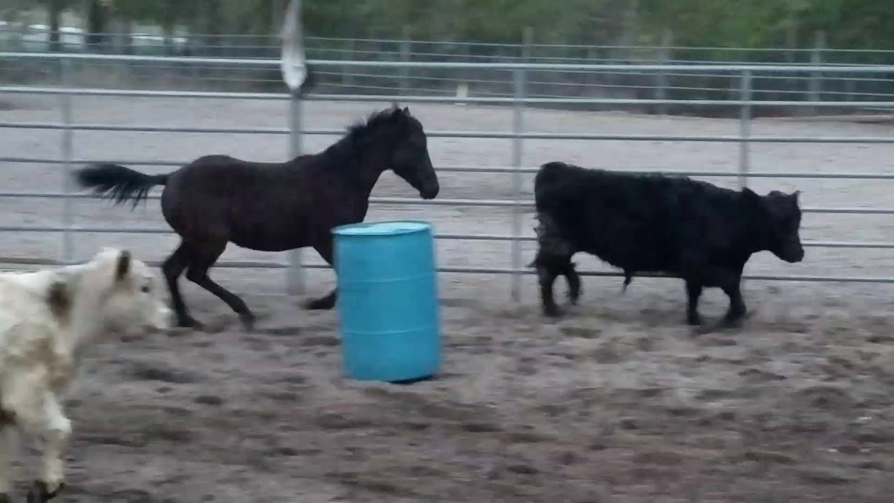 Yearling Appaloosa Working Steer - YouTube