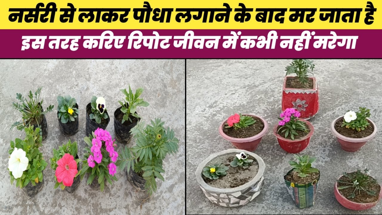 नर्सरी से लाएं पौधे को कैसे लगाएं | nursery se laye podhe kaise lagaye ...