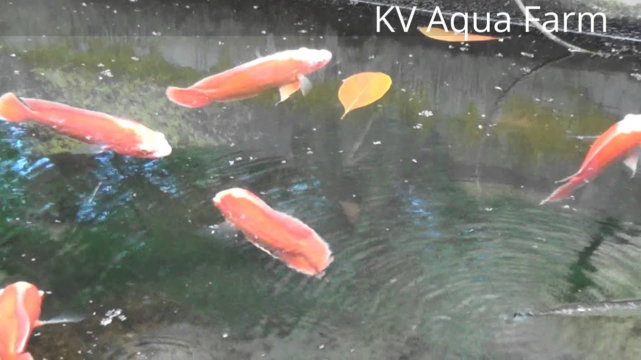 Chilli Red Oscar Pairs - YouTube