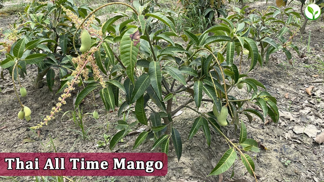 Thai All Time Mango Farming | Mango Ki Kheti - YouTube
