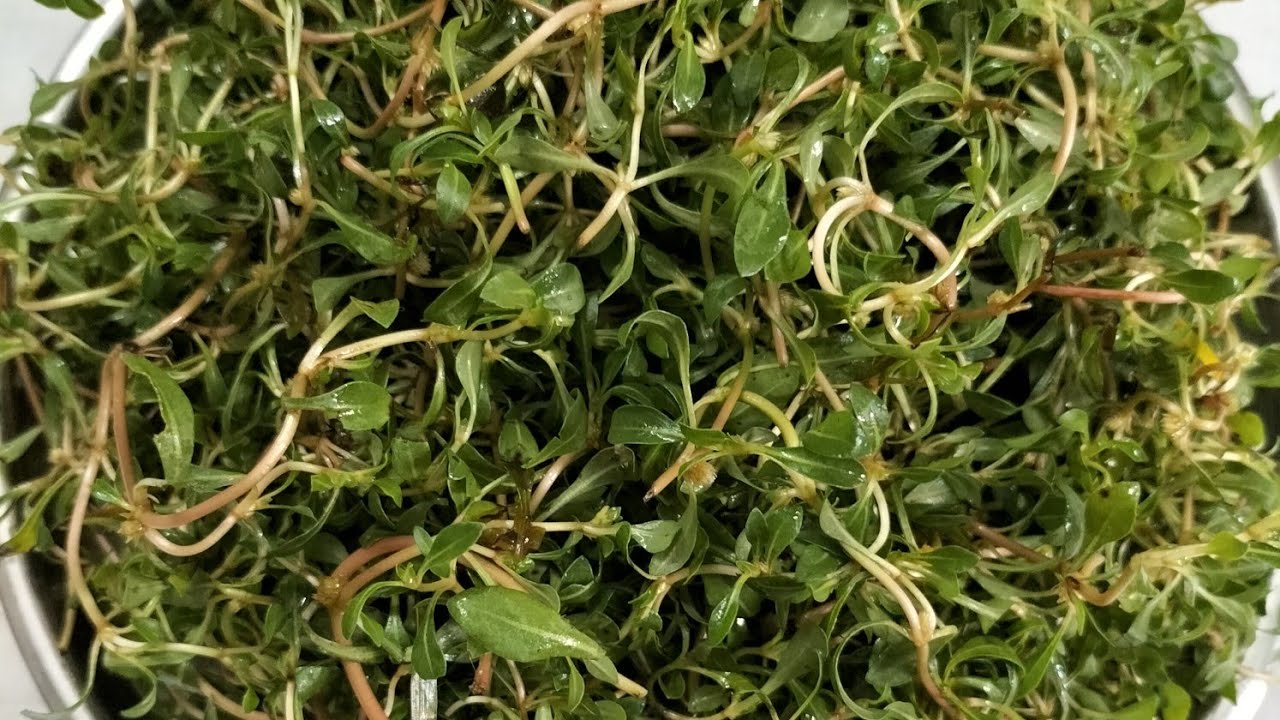 খেতা শাক ভাজি রেসিপি | Shamoli official - YouTube