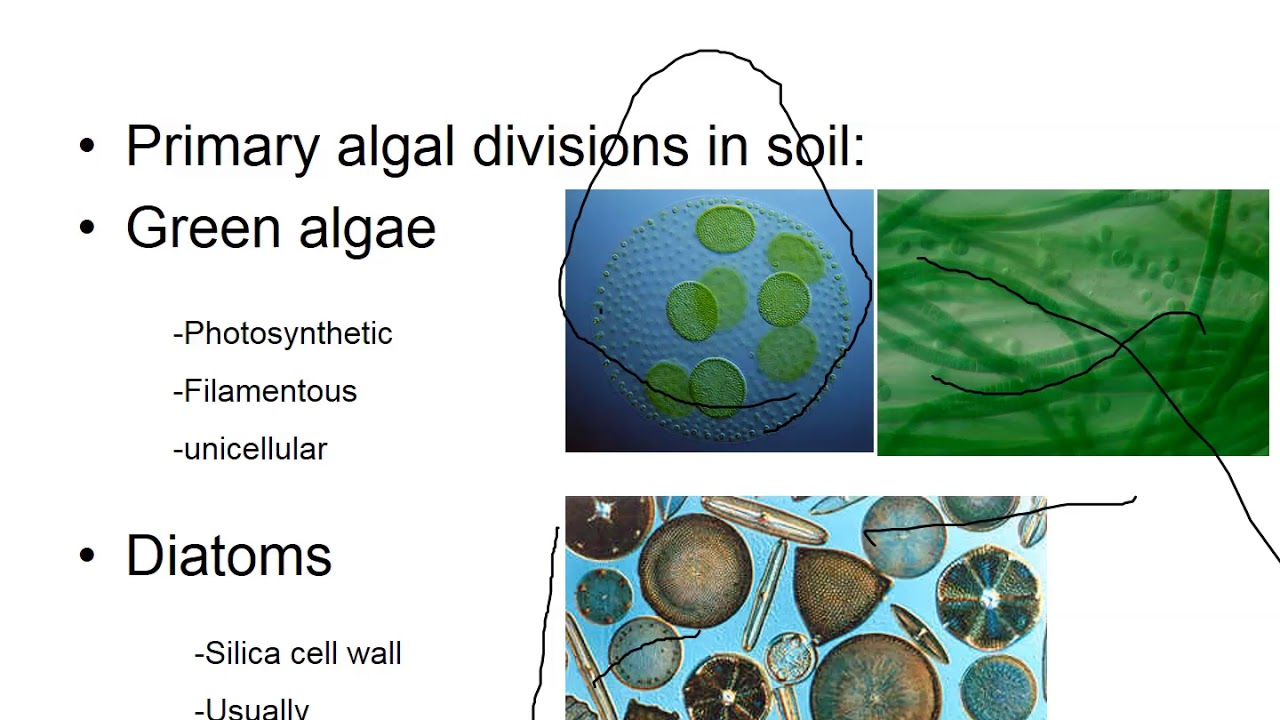 Lecture 9: Algae and Viruses - YouTube