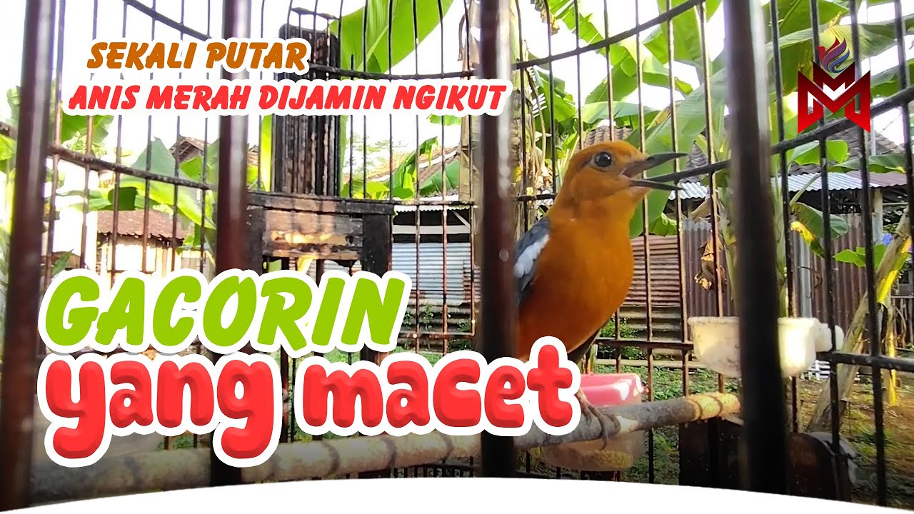 ANIS MERAH MACET KEMBALI GACOR - YouTube