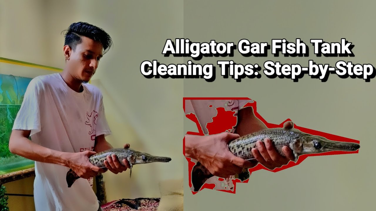 Alligator Gar Fish Tank Setup | Alligator Gar Fish Video - YouTube