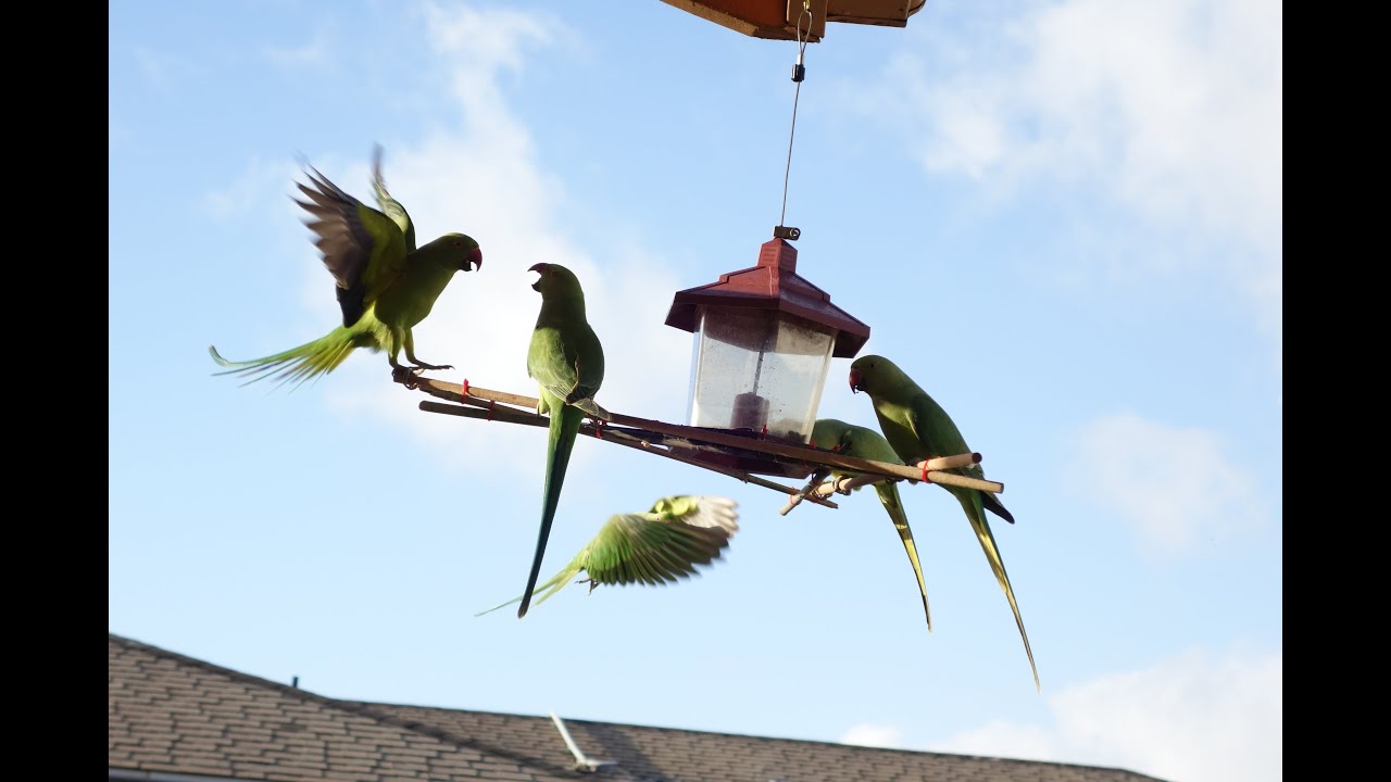 Tok Man Live Stream - YouTube