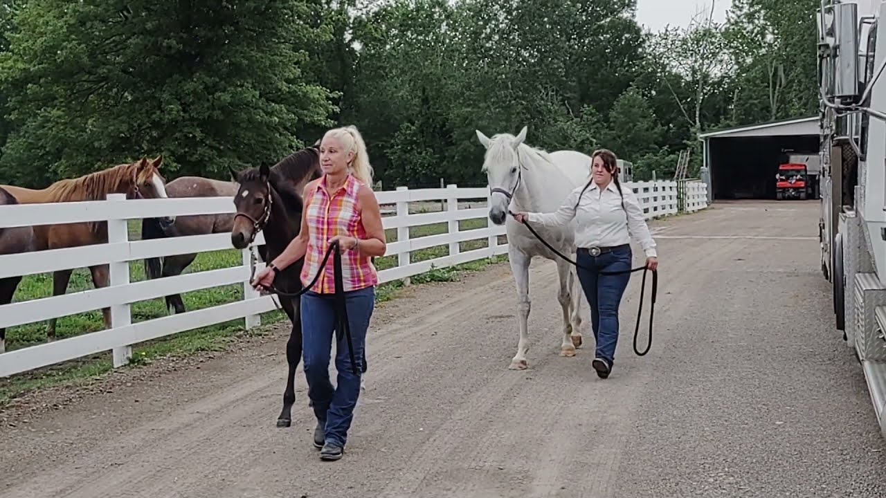 2021 AQHA Bay Colt - DGS Replicated x DGS Indyventive - 9/2021 - YouTube