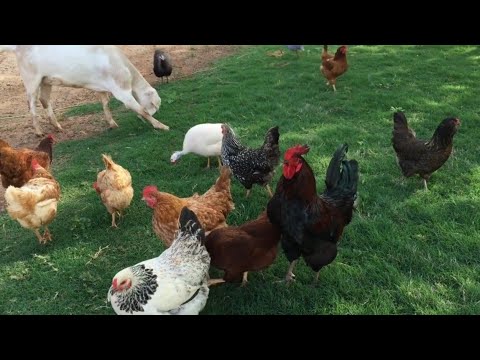 Ce alimente NU trebuie sa le dăm găinilor fiindcă provoaca imbolnavire ...