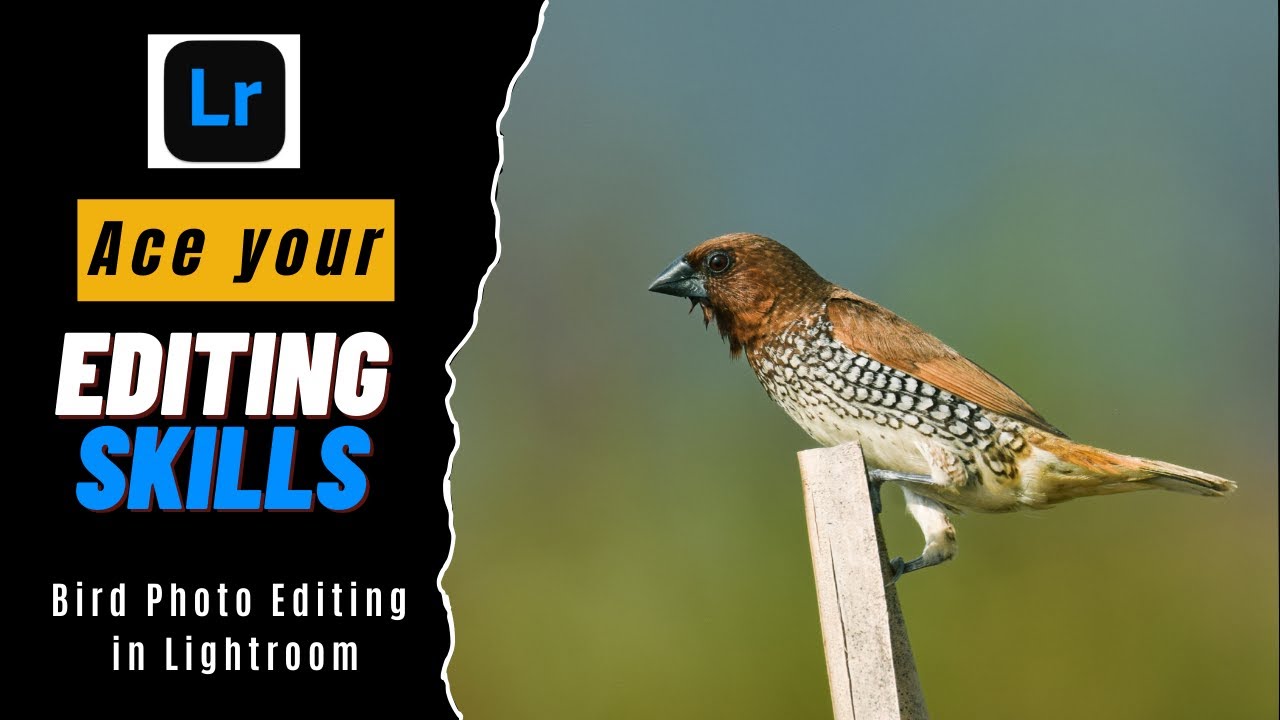 Bird Photo Editing in Lightroom I Step by Step Guide I Wildlife ...